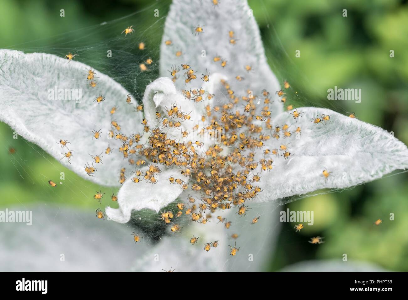 Spider babies of the garden spider in a web Stock Photo - Alamy