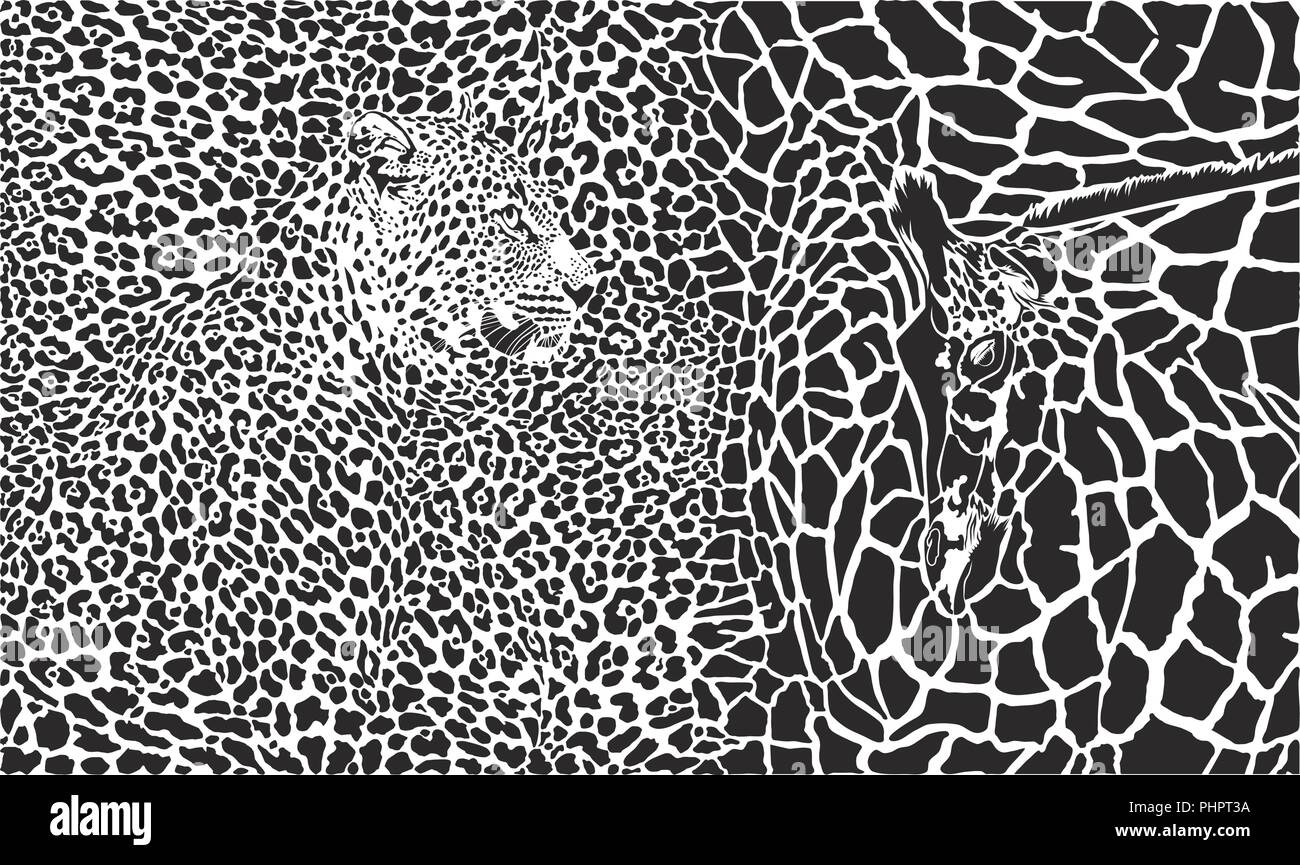 Leopard and zebra and pattern background Stock Vector Image & Art - Alamy
