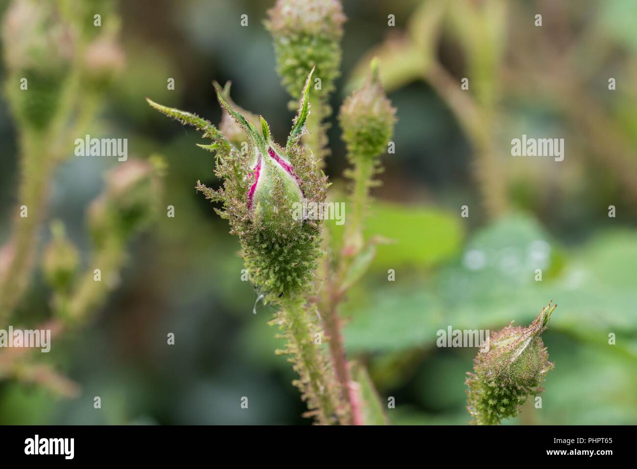 Opening bud of a rose Stock Photo - Alamy
