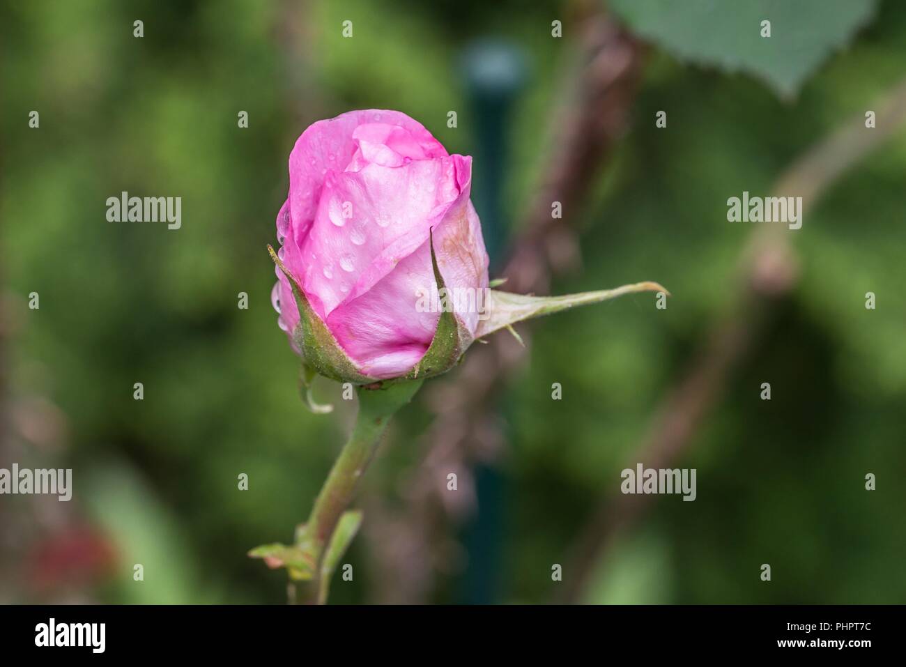 Opening bud of a rose with raindrops Stock Photo - Alamy