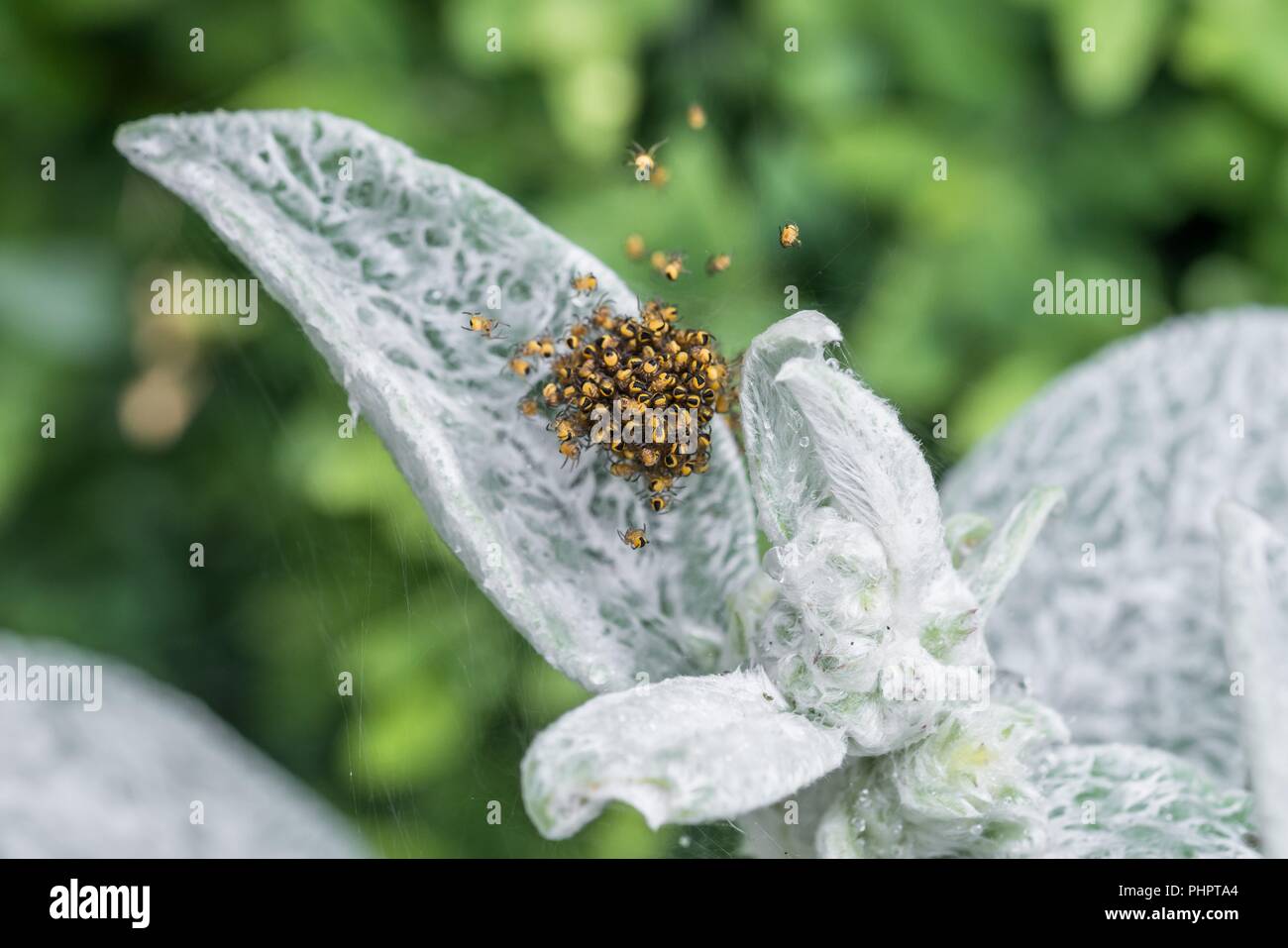 Spider babies of the garden spider in a web Stock Photo - Alamy