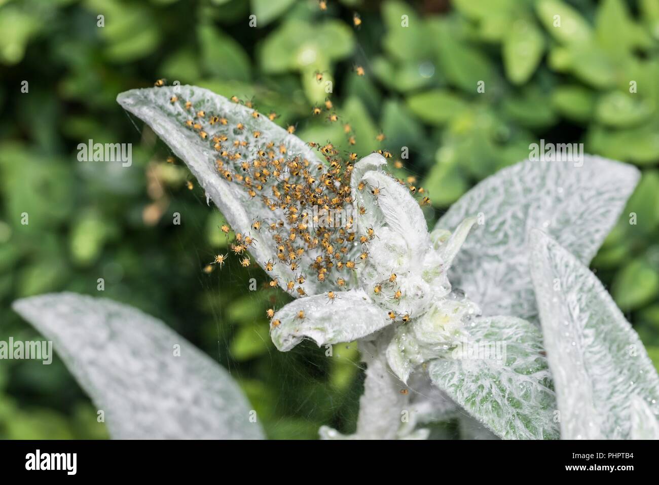 Spider babies of the garden spider in a web Stock Photo - Alamy