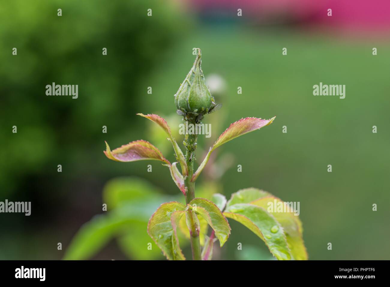 Rose bud infested with aphids Stock Photo - Alamy