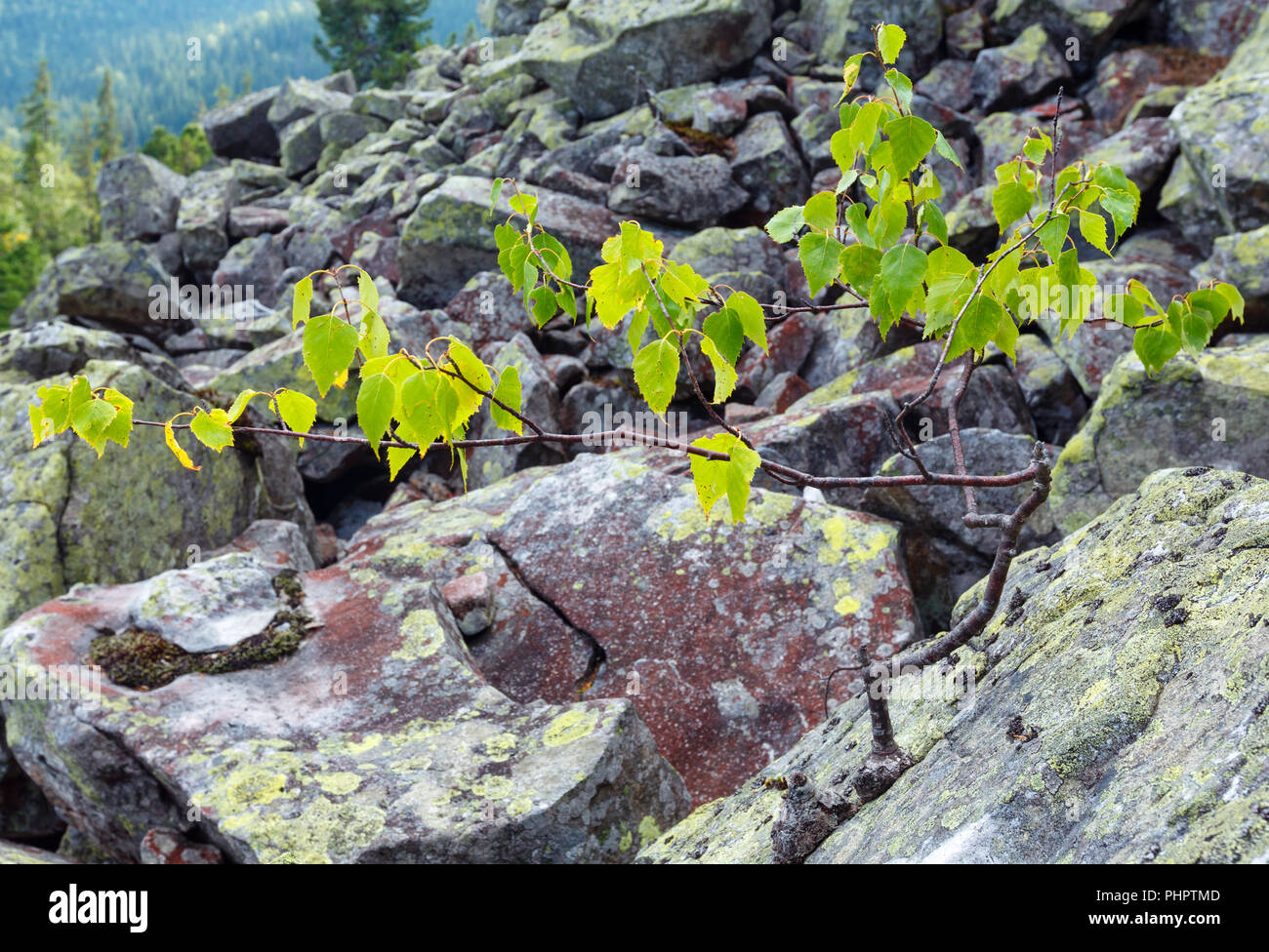 Small birch tree grows up on stone Stock Photo - Alamy
