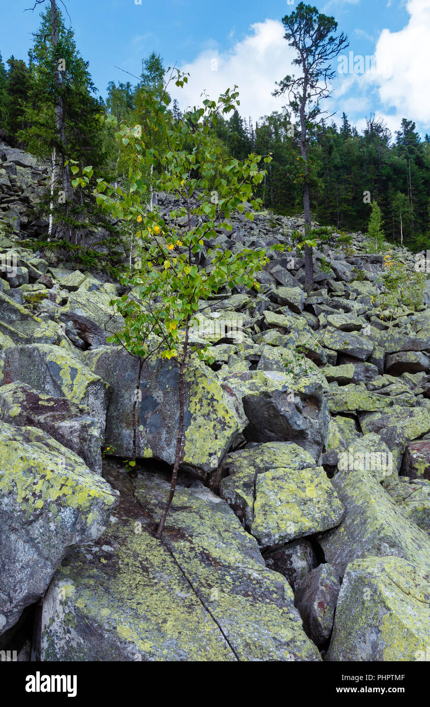 Small birch tree grows up on stone Stock Photo - Alamy