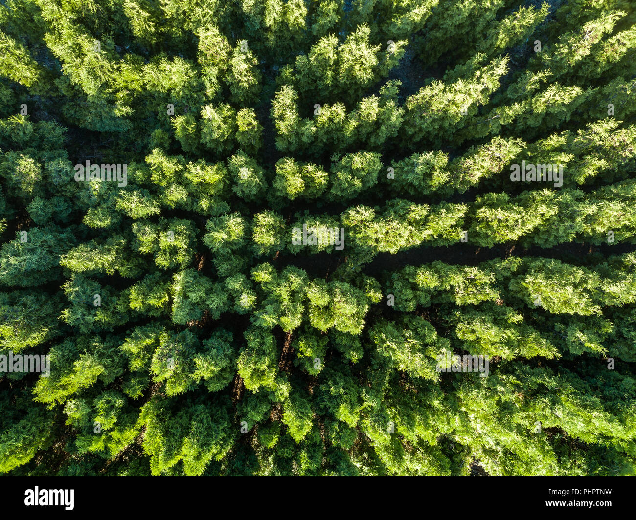 Top view of a green forest. Natural background. Drone photographу Stock ...