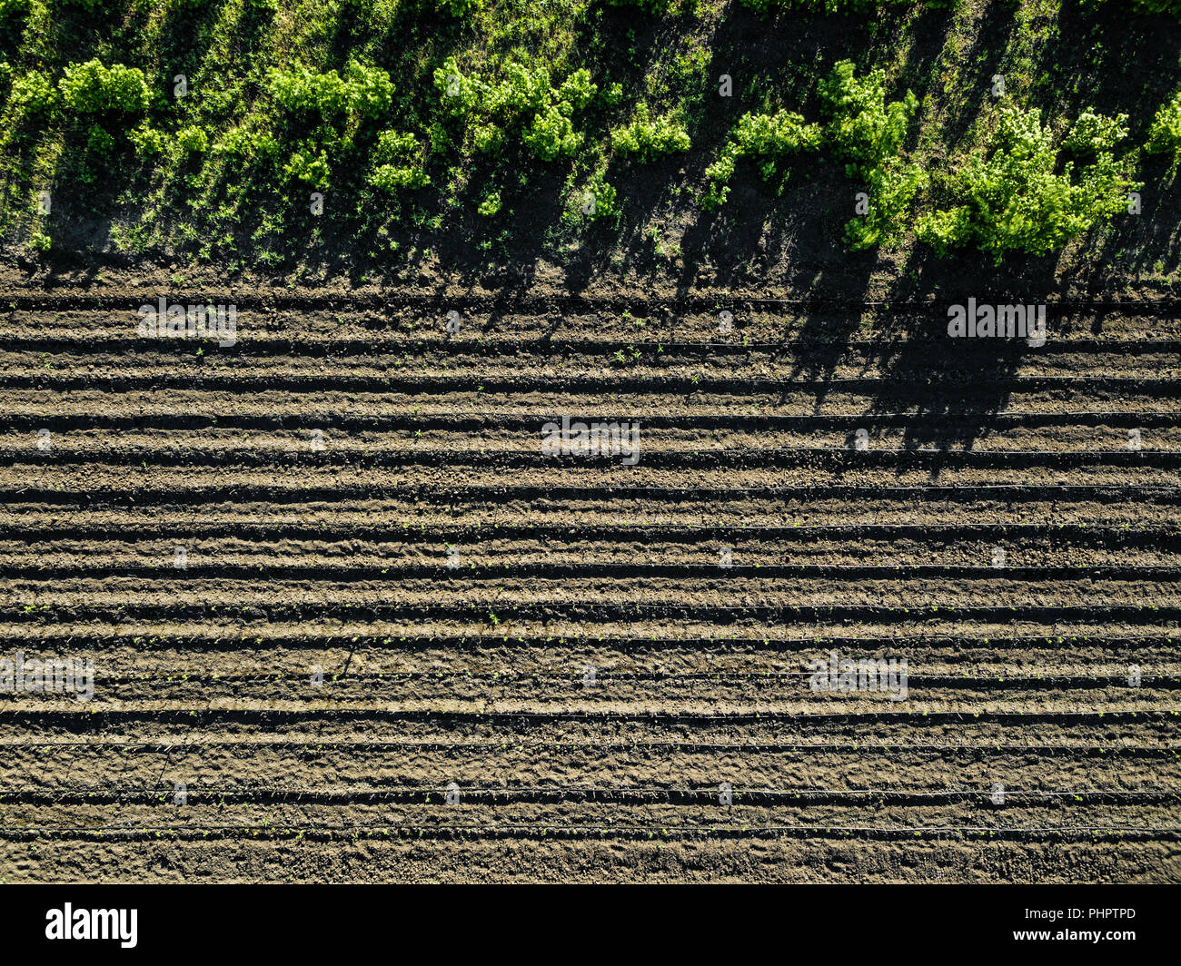 Aerial top view rapeseed field hi-res stock photography and images - Alamy