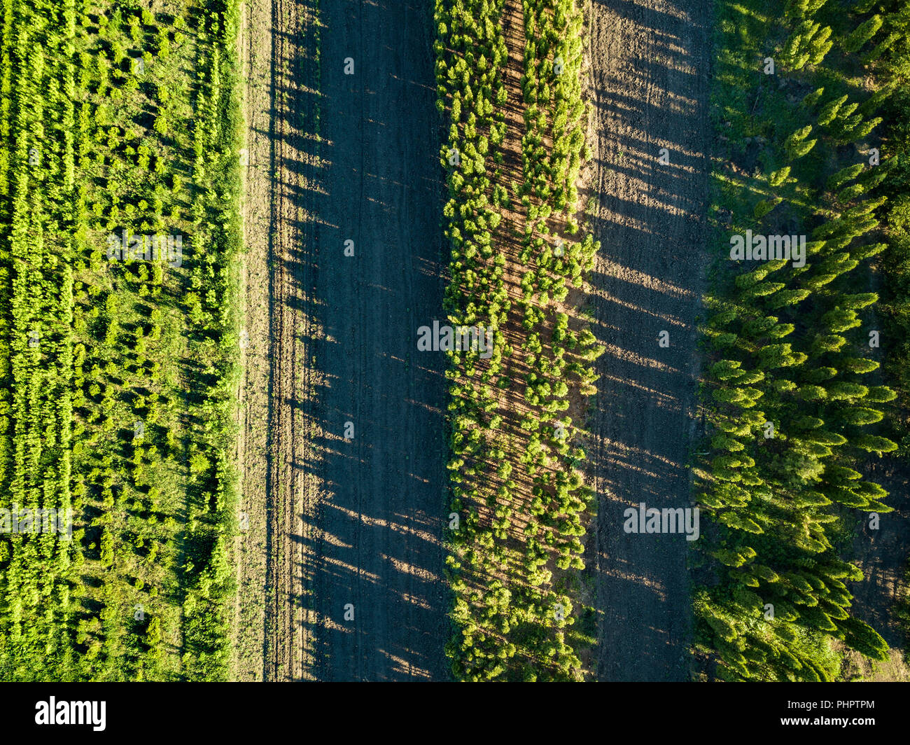 Aerial top view rows trees hi-res stock photography and images - Alamy