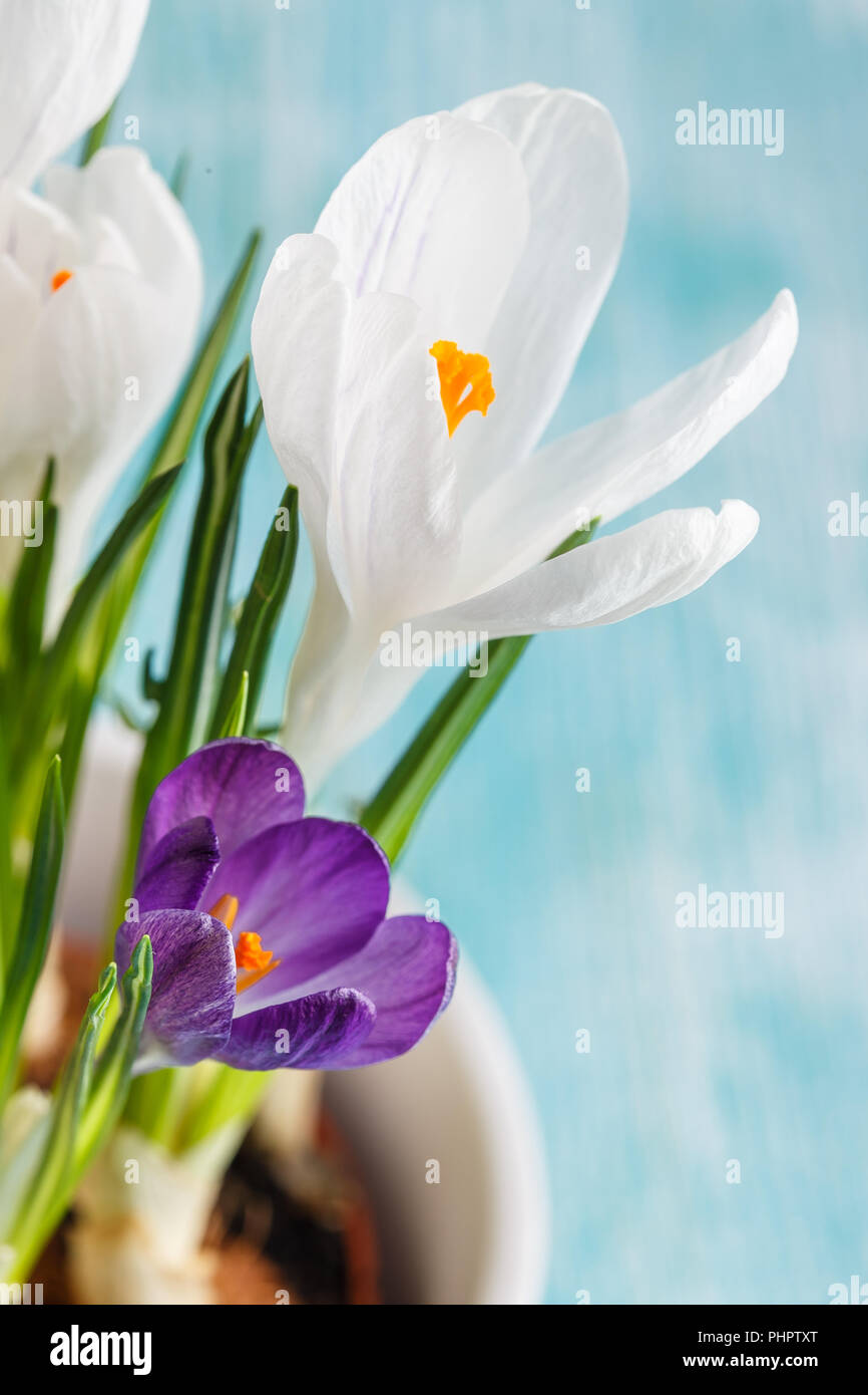 Crocus flower in pot hi-res stock photography and images - Alamy