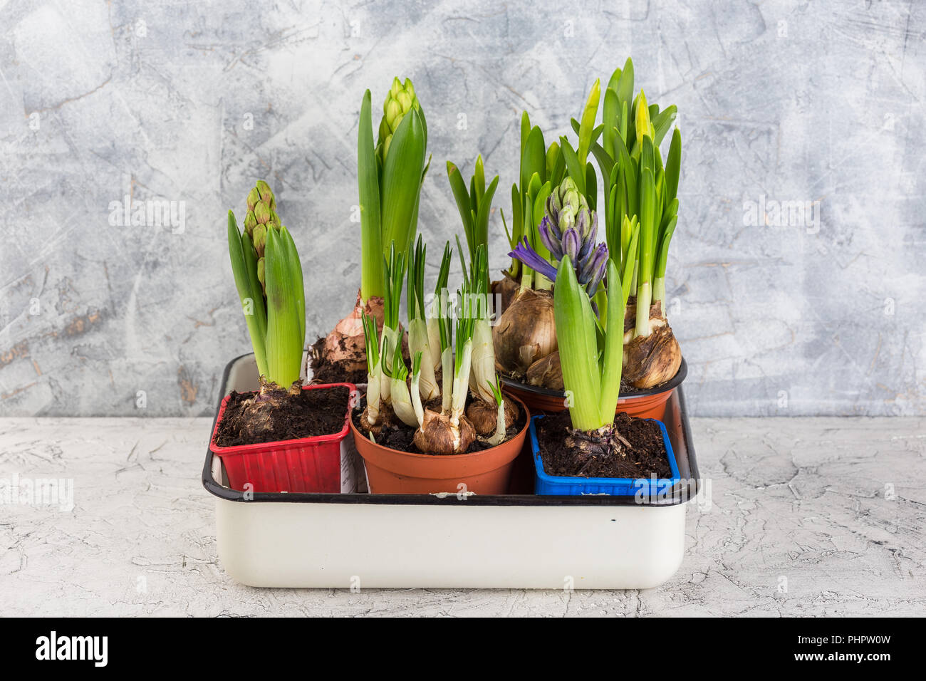 Growing bulb hi-res stock photography and images - Alamy
