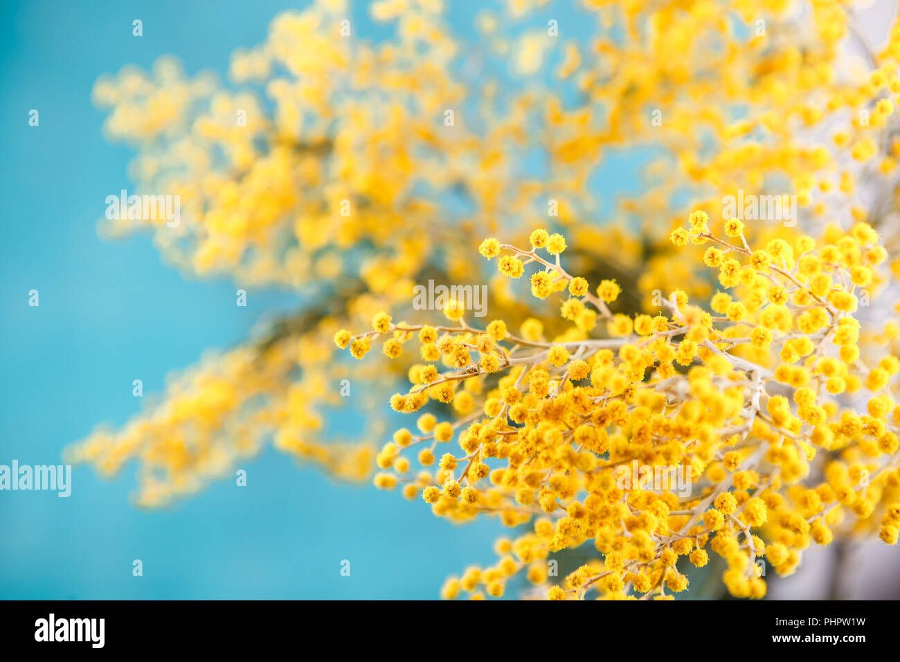 Mimosa in jar on table Stock Photo - Alamy