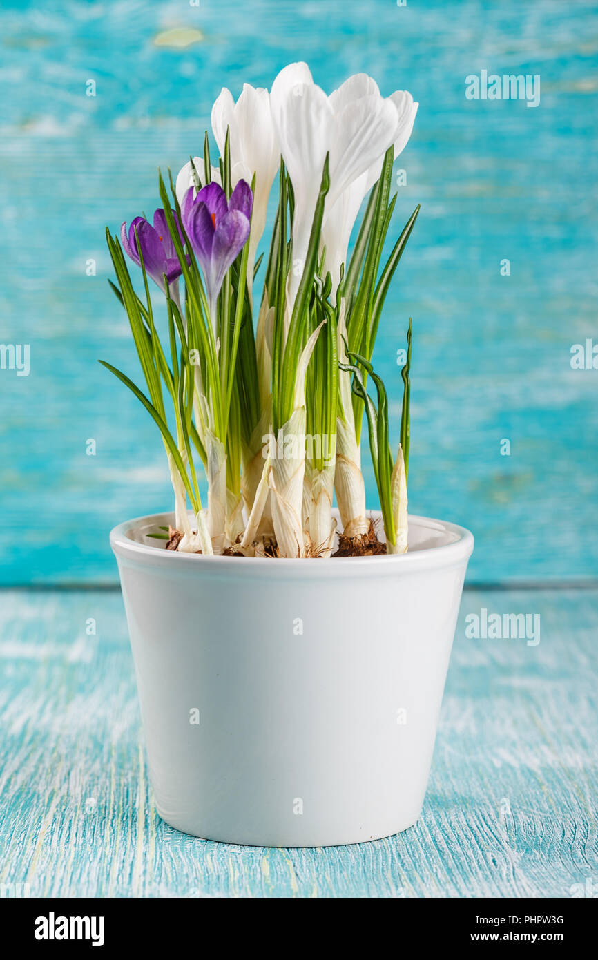 Crocus flowers in the white pot Stock Photo - Alamy