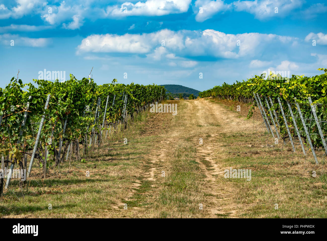 Tokaj hungary wine hi-res stock photography and images - Alamy