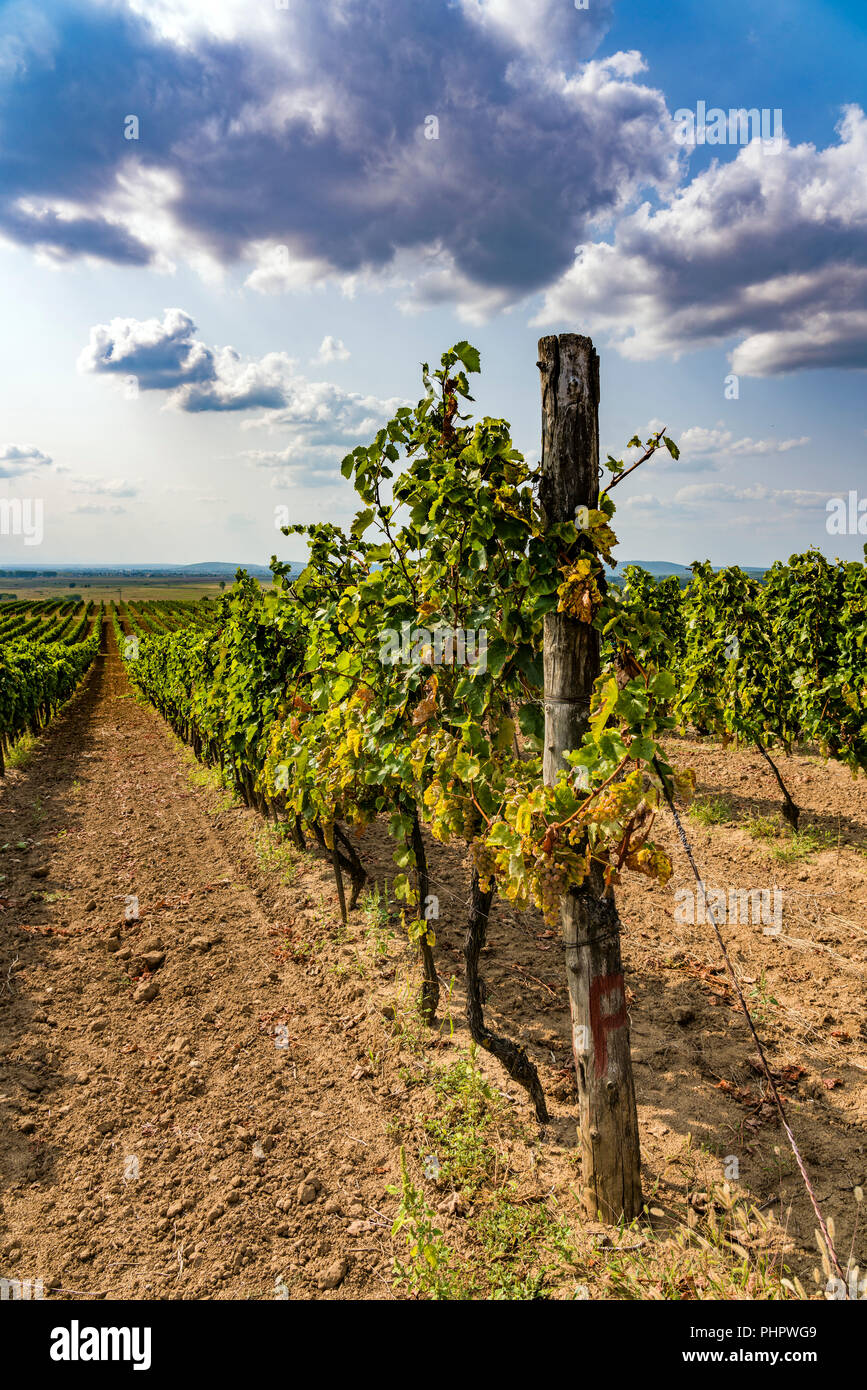 Tokaj wine region hungary hi-res stock photography and images - Alamy