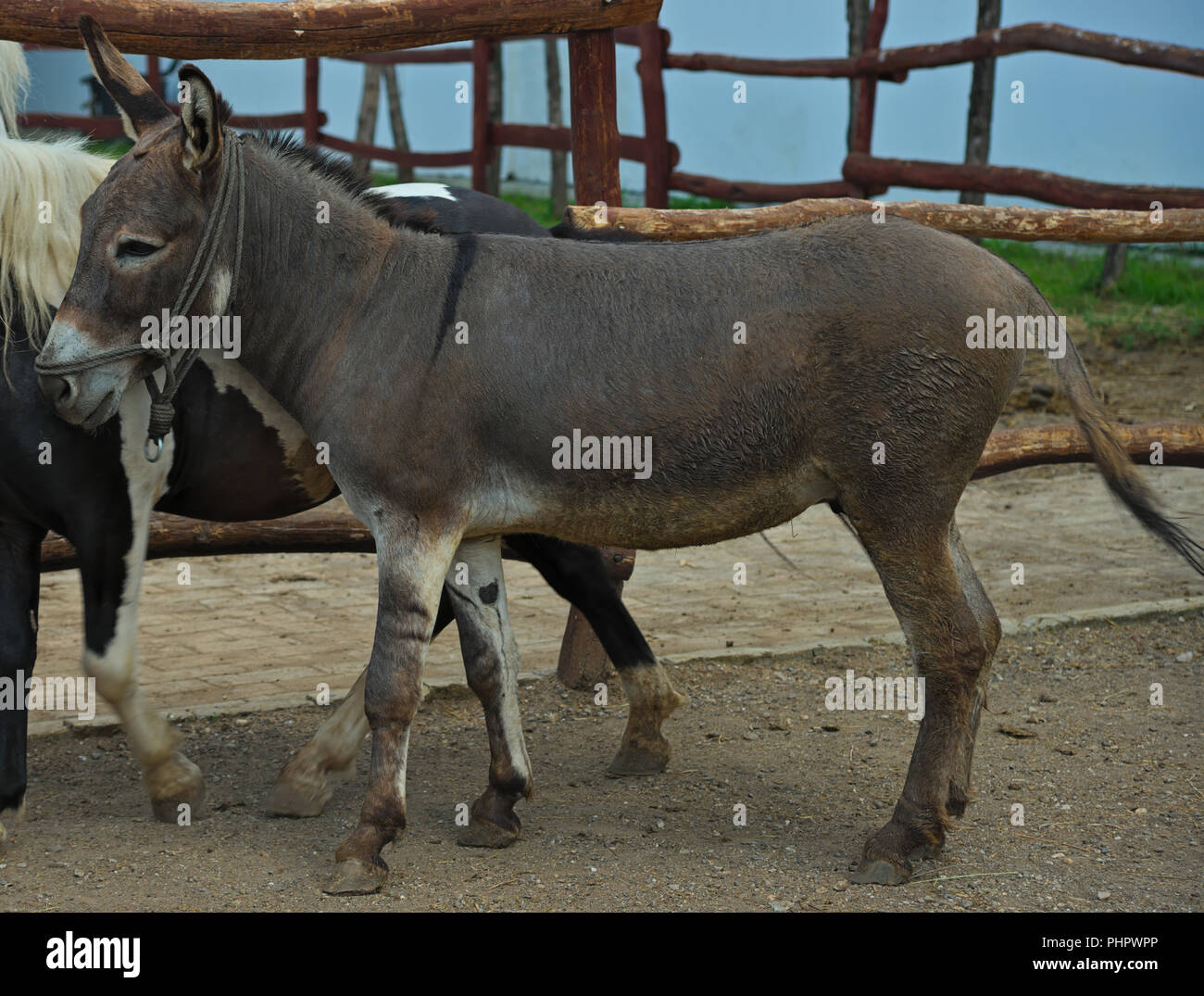 Donkey by stable hi-res stock photography and images - Alamy