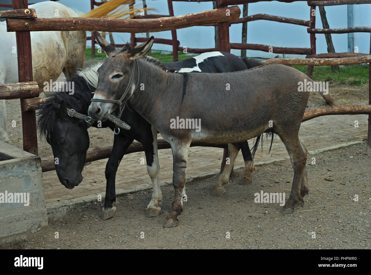 Donkey halter hi-res stock photography and images - Alamy