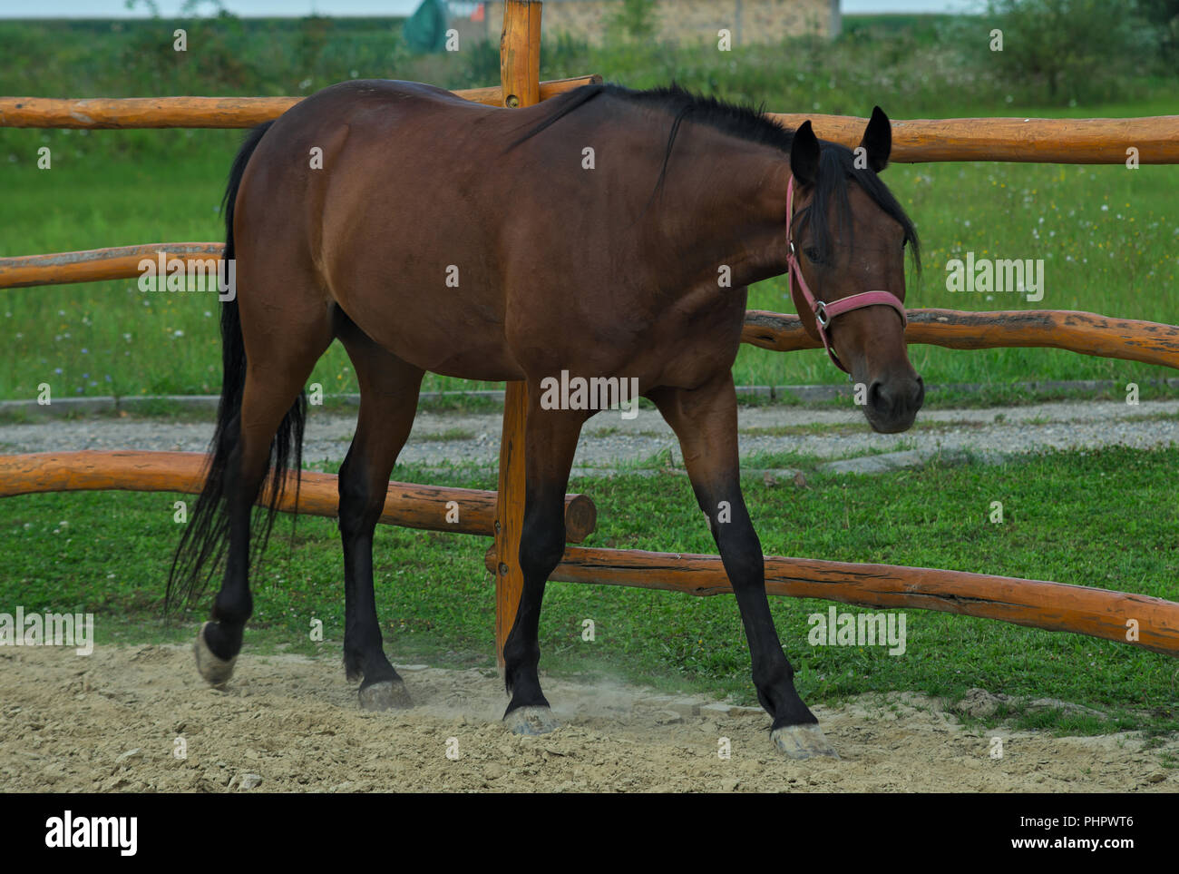 Stable Border High Resolution Stock Photography and Images - Alamy