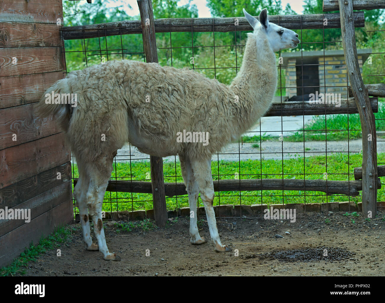 Fluffy lama hi-res stock photography and images - Alamy