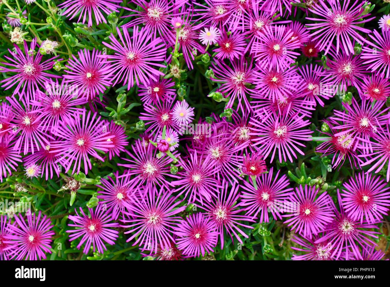 A photograph of some bright magenta coloured flowers, taken in RHS ...