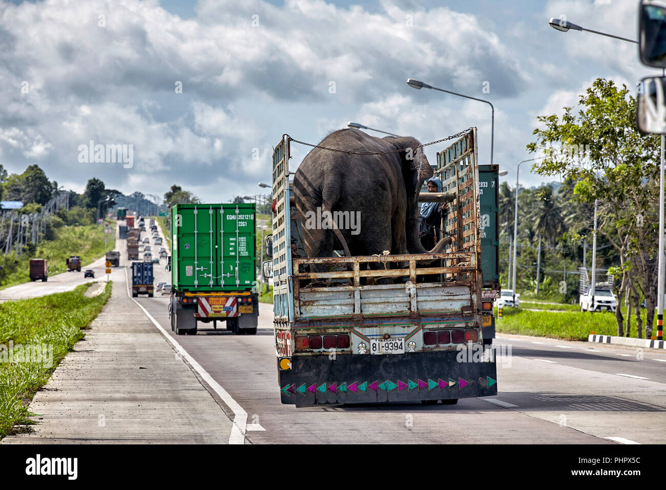 Animals transported lorry hi-res stock photography and images - Alamy