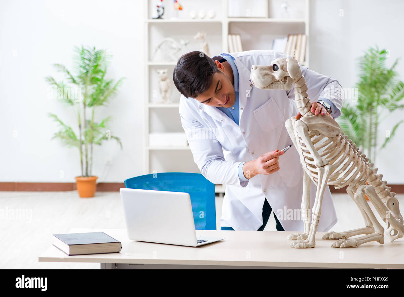 Doctor vet practicing on dog skeleton Stock Photo - Alamy
