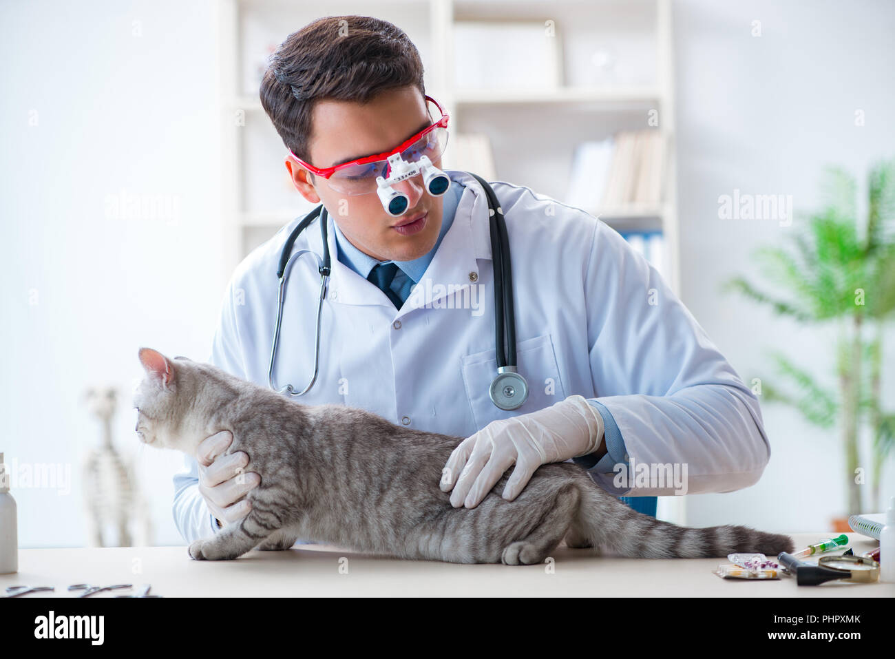 Vet examining sick cat in hospital Stock Photo - Alamy