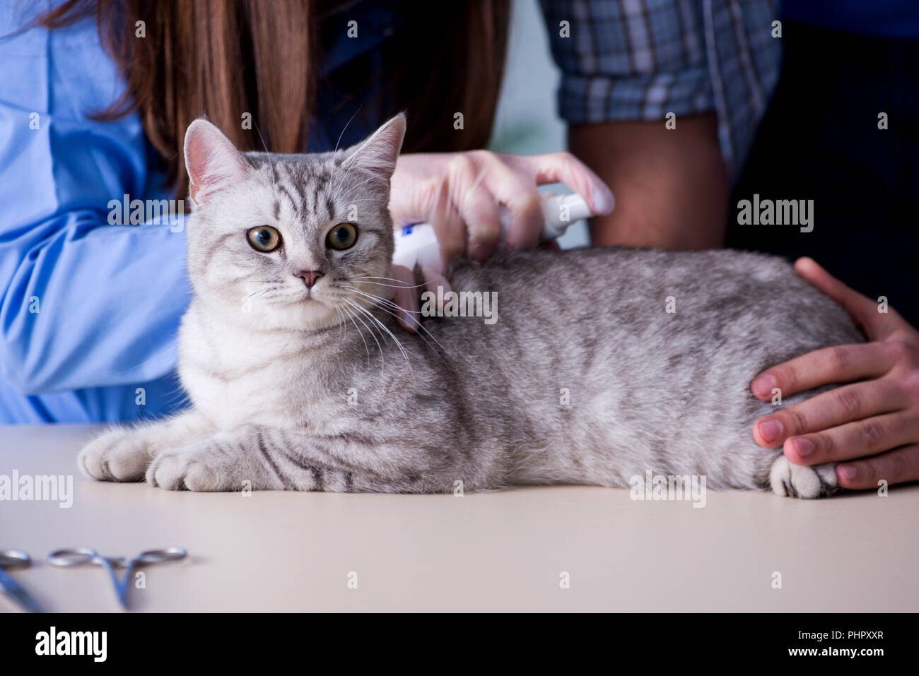 Cat being examining in vet clinic Stock Photo - Alamy