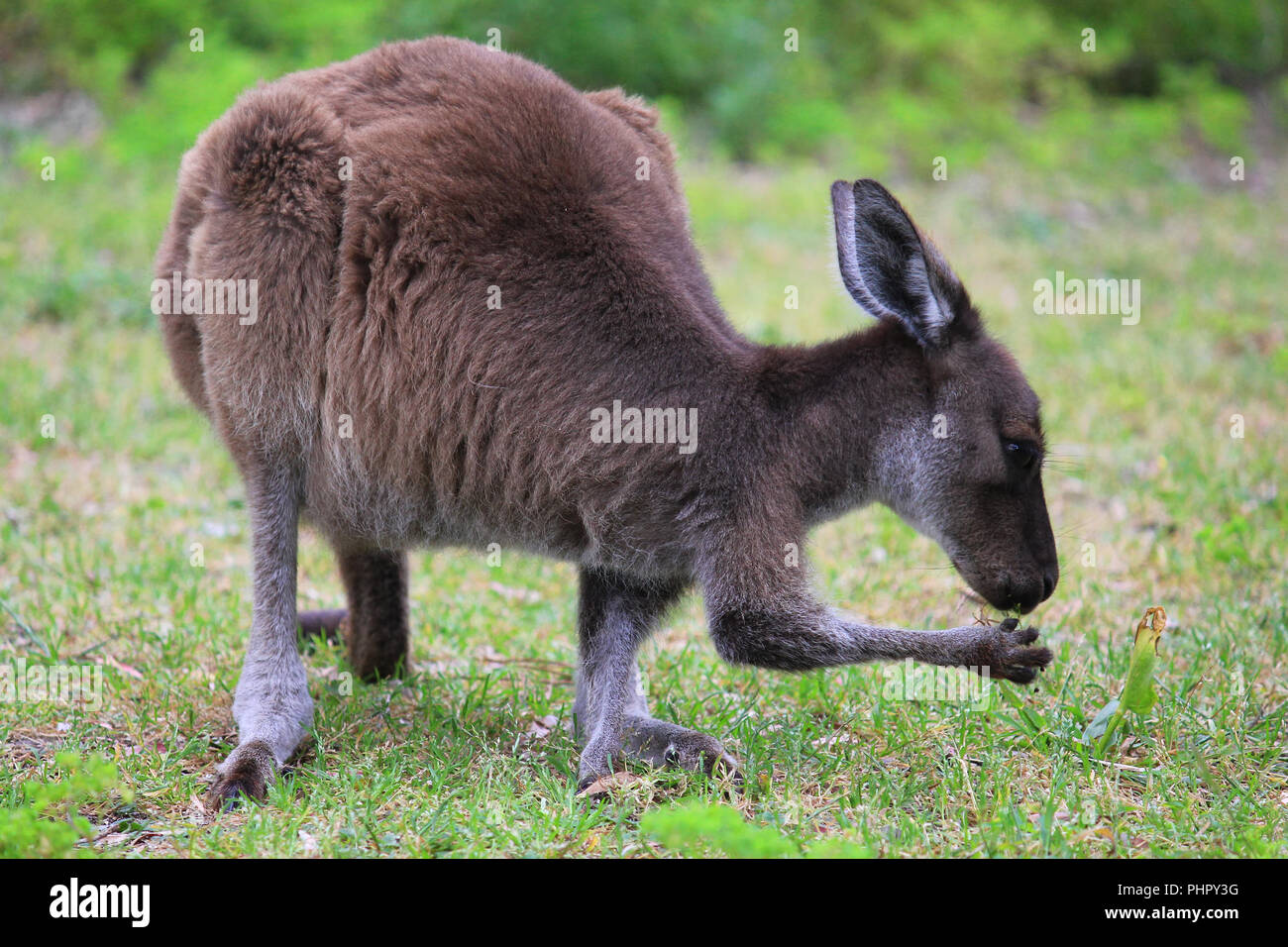 A Western Grey Kangaroo feeding Stock Photo - Alamy