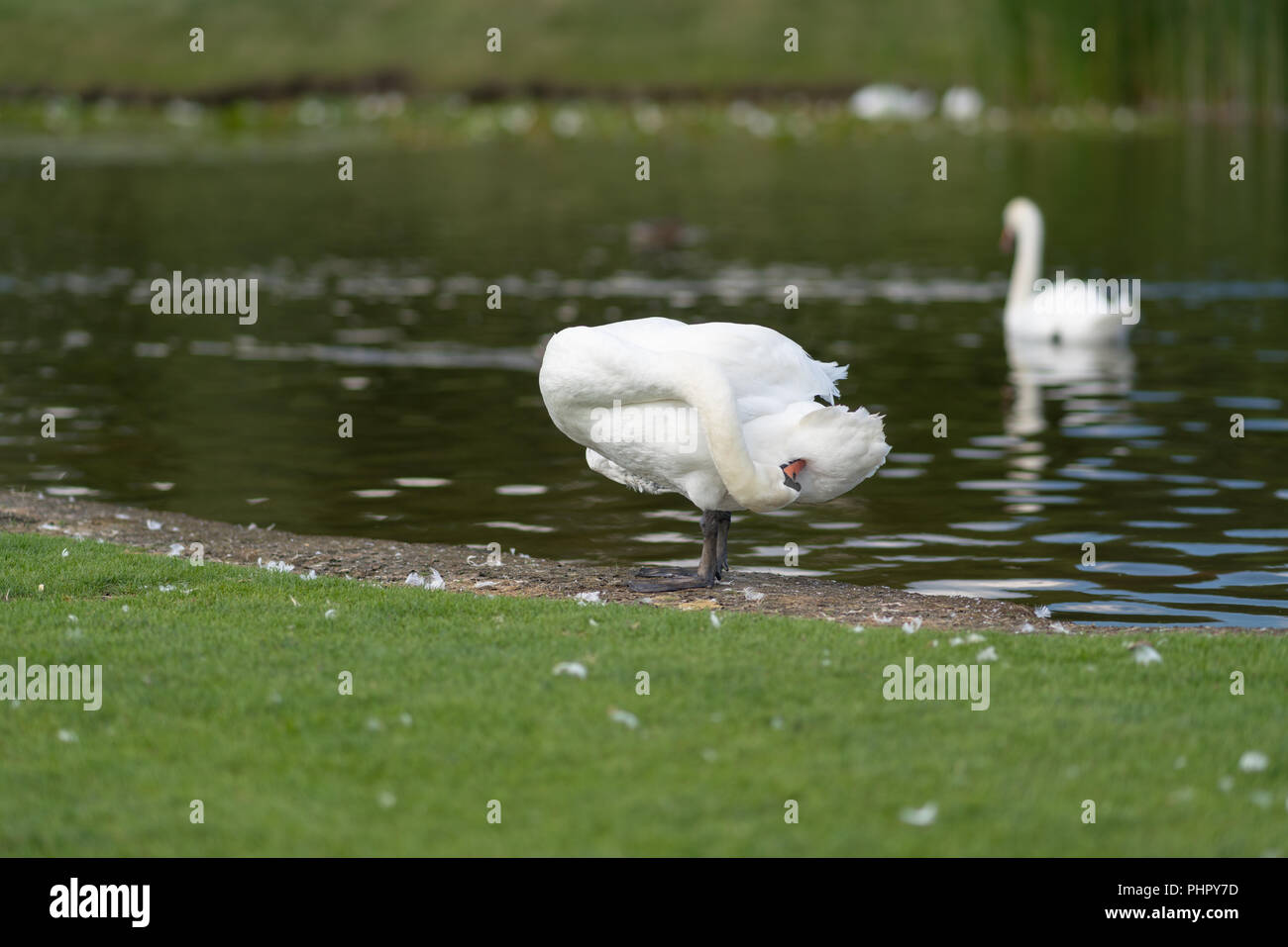 Birds with short necks hi-res stock photography and images - Alamy