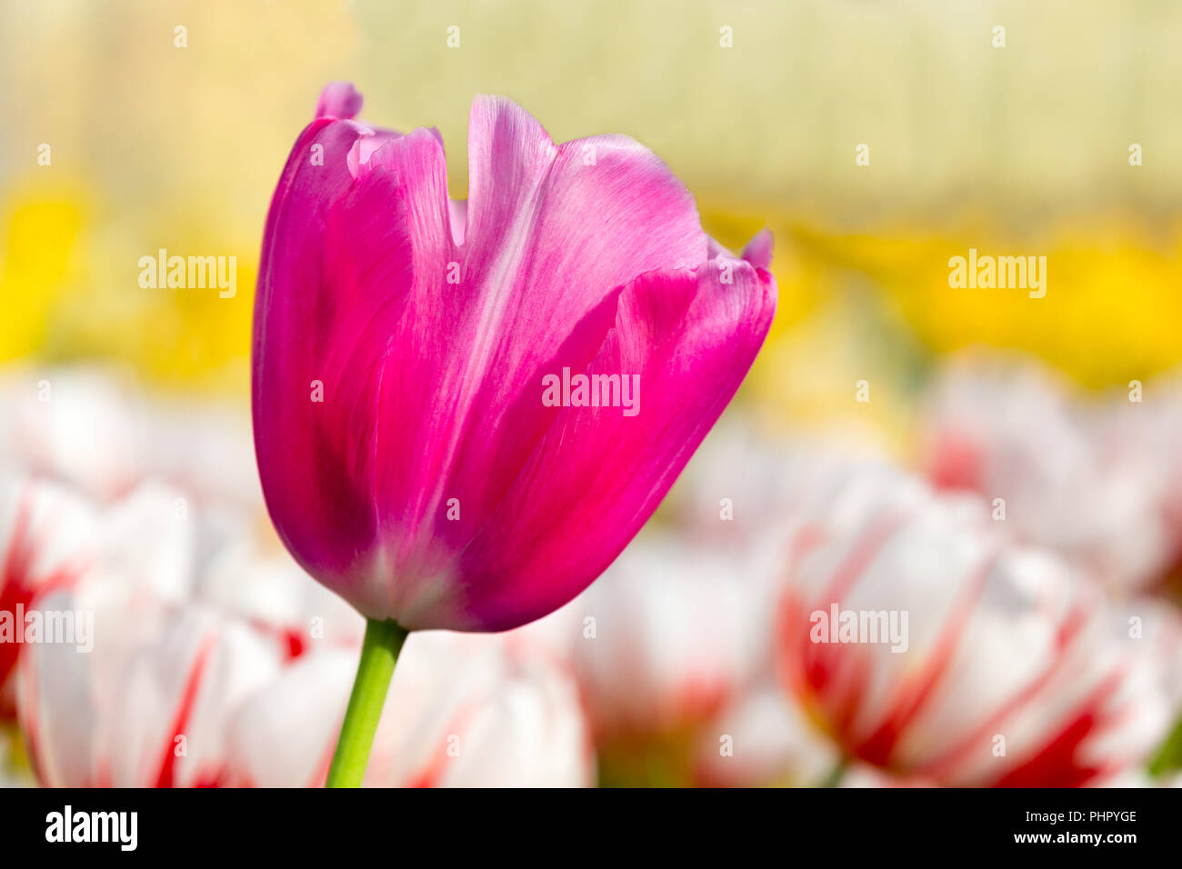 One time flowering hi-res stock photography and images - Alamy