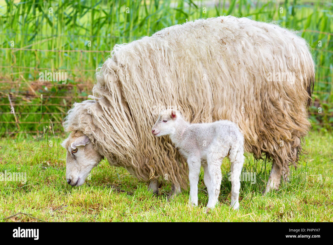 Sheep and lamb together hi-res stock photography and images - Alamy
