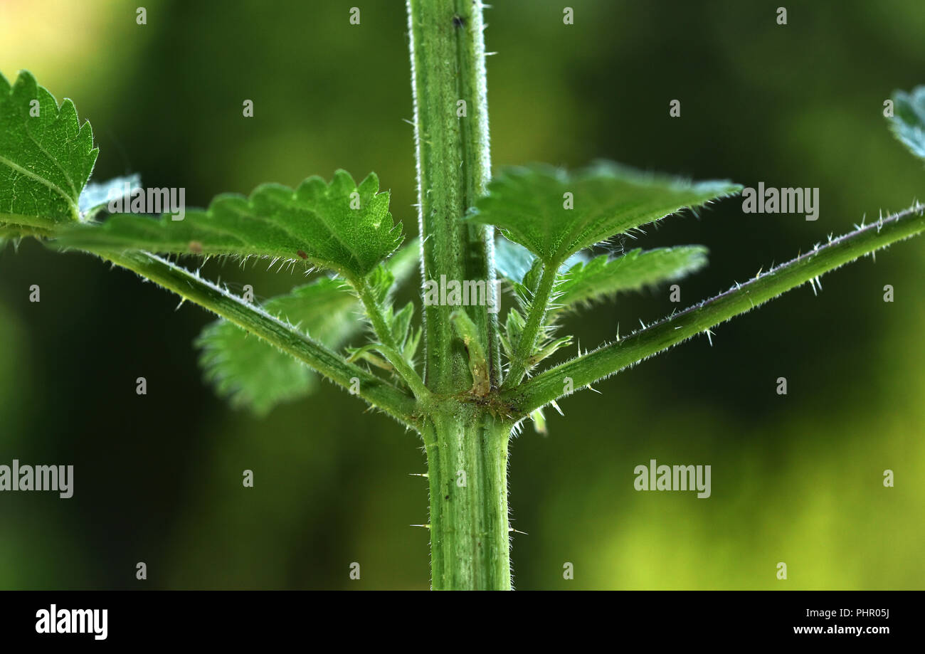 Stinging plants hi-res stock photography and images - Alamy