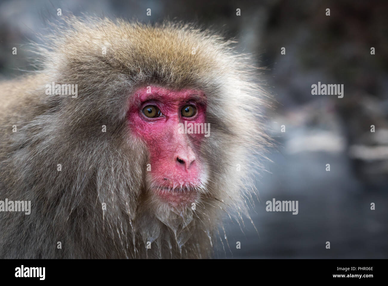 Snow monkey or Japanese Macaque in hot spring onsen Stock Photo - Alamy