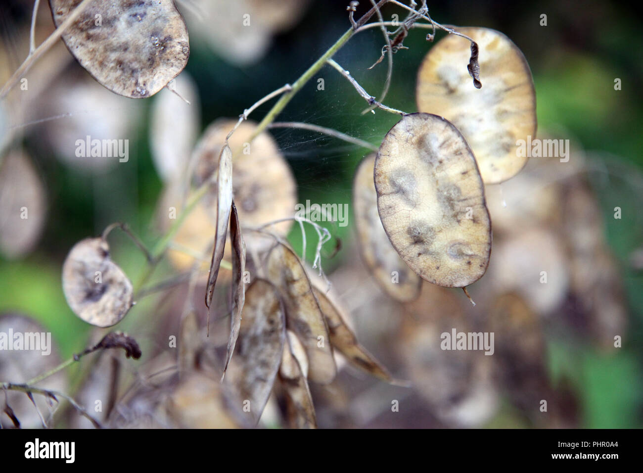 Flower arranging seed heads hi-res stock photography and images - Alamy
