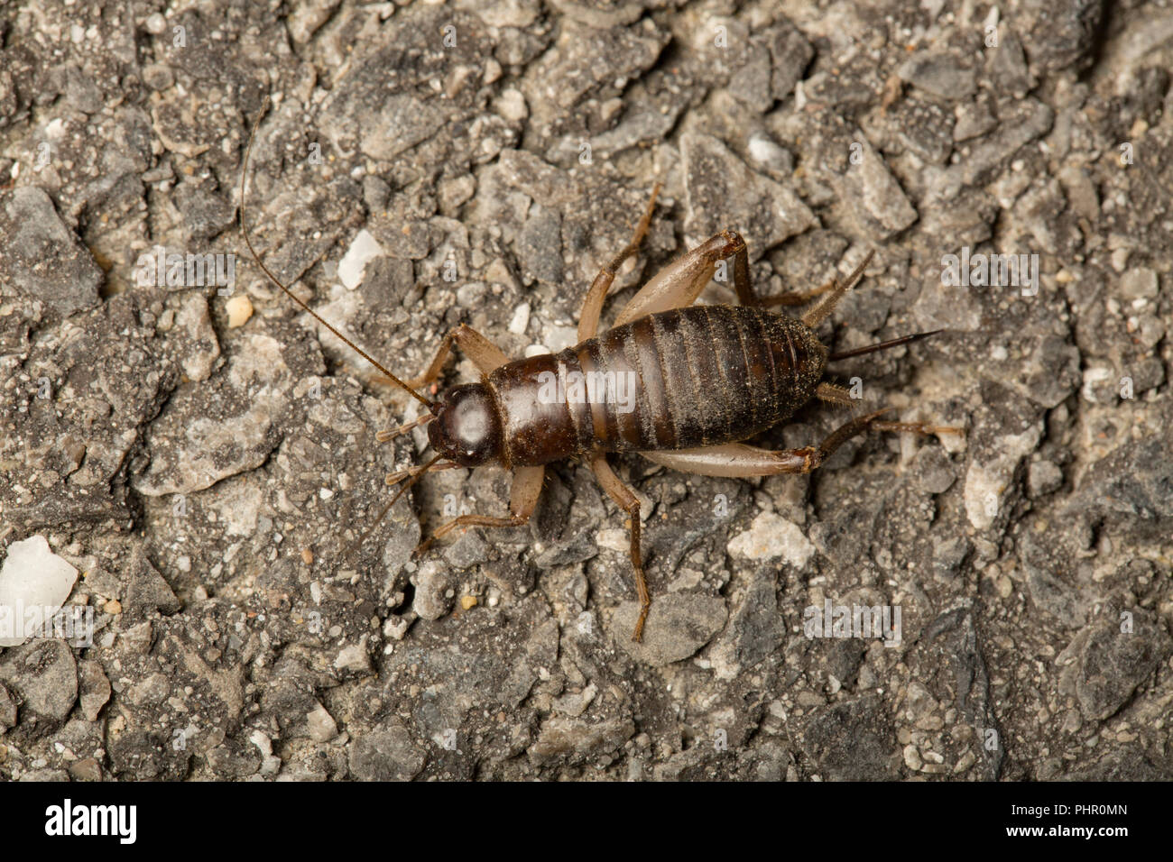 Female scaly cricket hi-res stock photography and images - Alamy