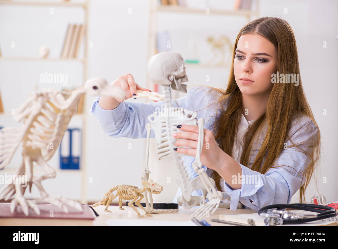 Caliper bone hi-res stock photography and images - Alamy