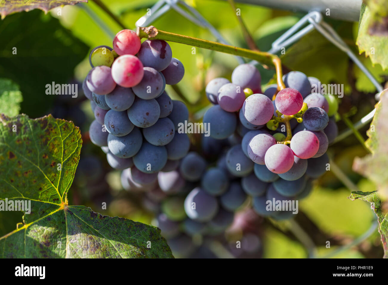 Concord Grapes Stock Photos & Concord Grapes Stock Images - Alamy