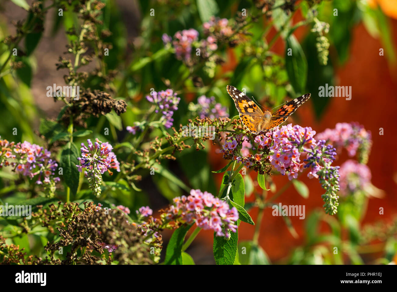a close up of a butterfly on a butterfly bush Stock Photo - Alamy
