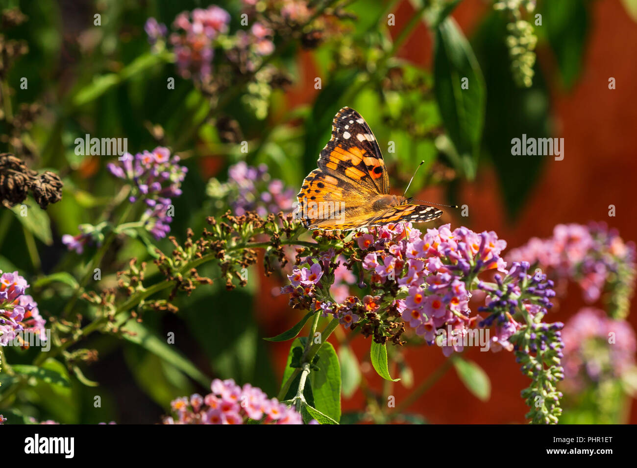 a close up of a butterfly on a butterfly bush Stock Photo - Alamy
