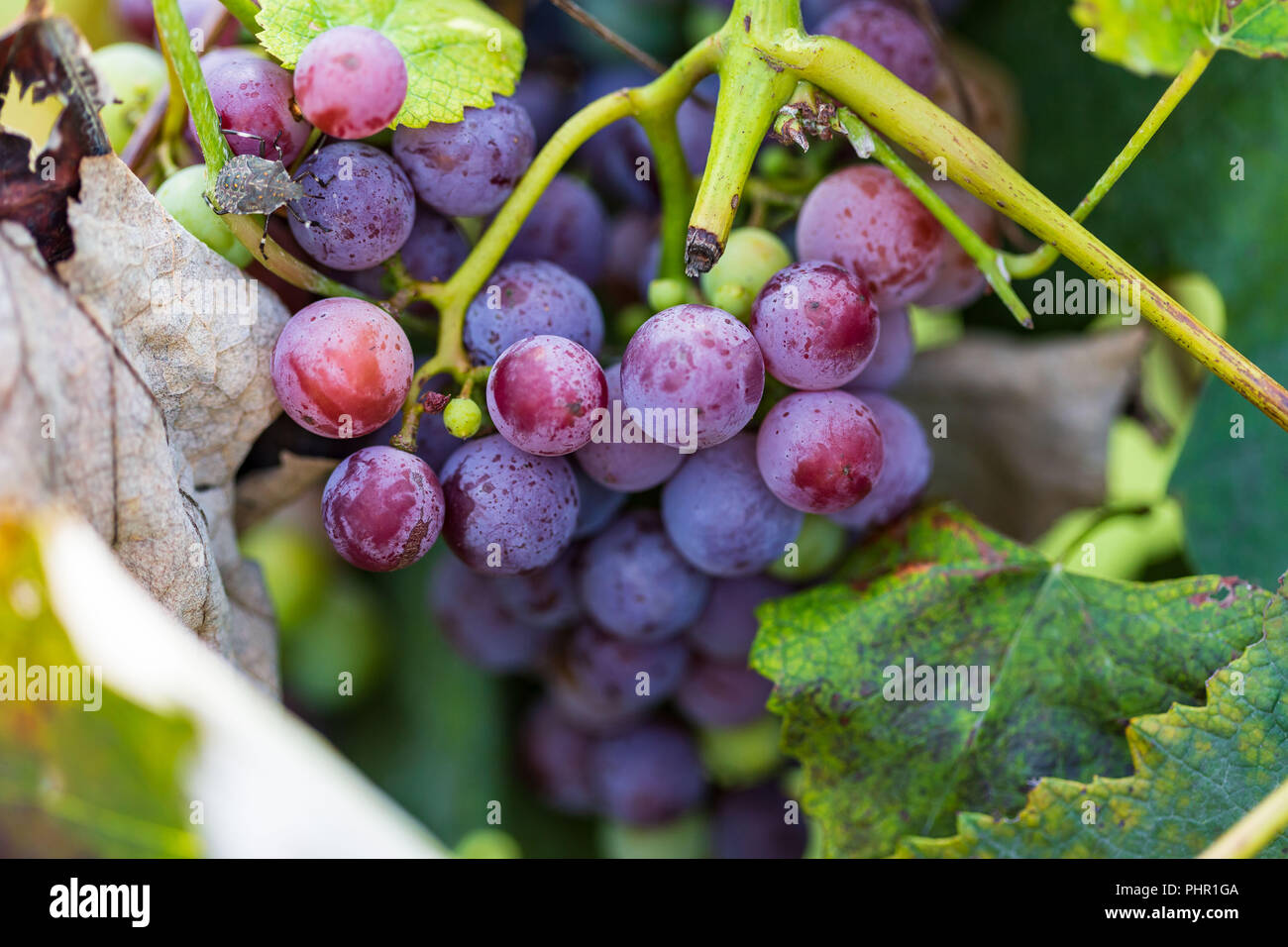 Concord Grape Vine Plant at Constance Woodford blog