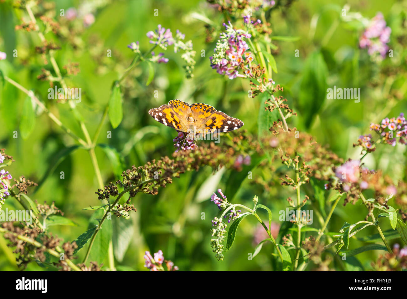 a close up of a butterfly on a butterfly bush Stock Photo - Alamy