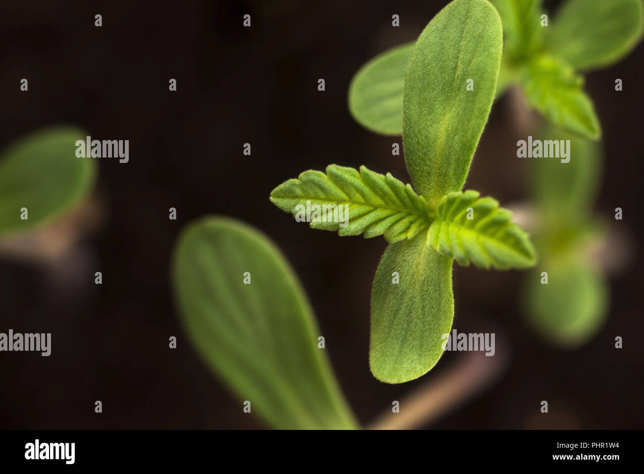 Hemp sprout hi-res stock photography and images - Alamy