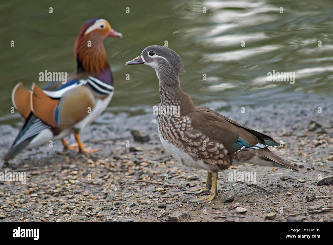 Medium sized ducks hi-res stock photography and images - Alamy