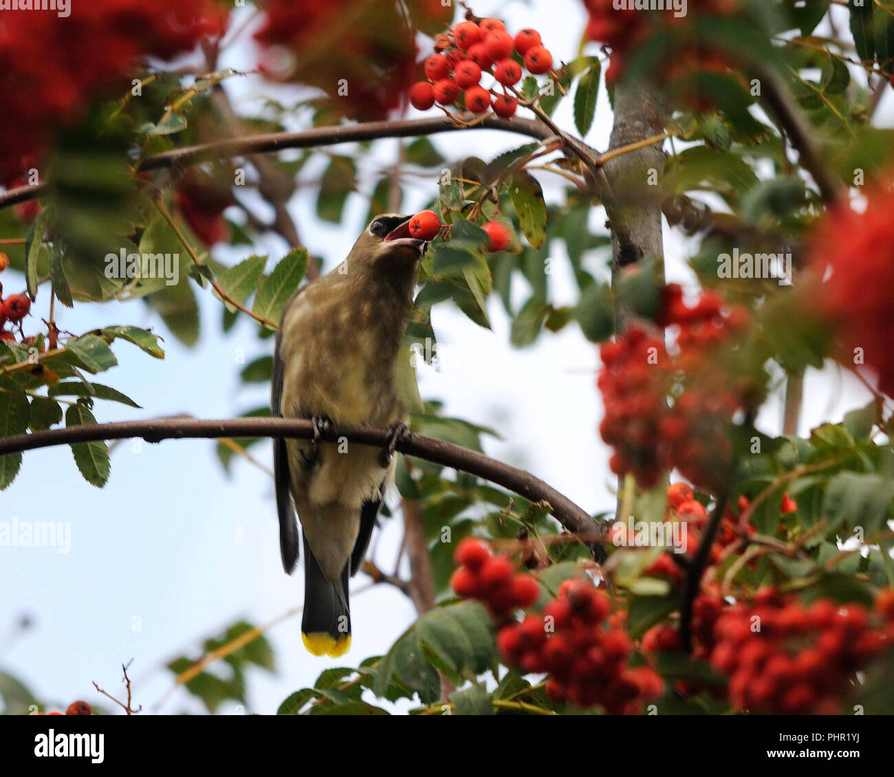 Waxwing bird eating fruits on top of a tree enjoying its surrounding ...
