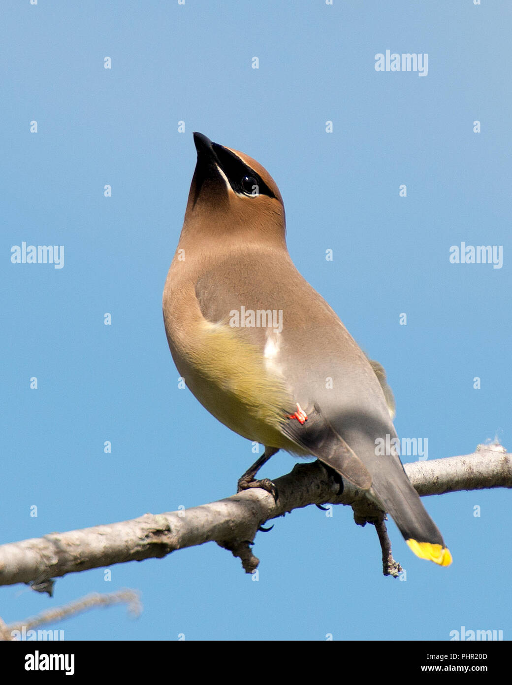 Splendid perch hi-res stock photography and images - Alamy