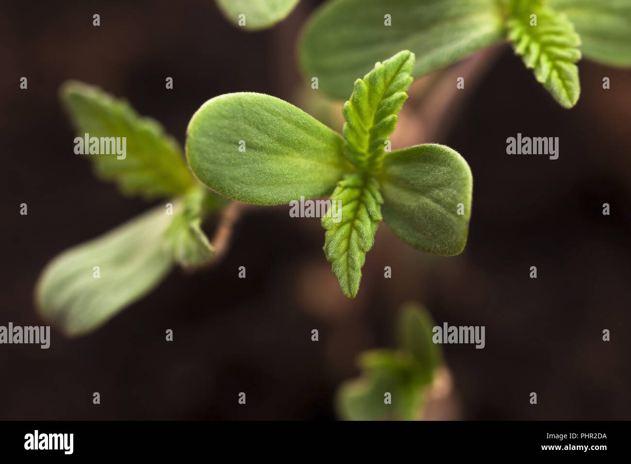 Hemp sprout hi-res stock photography and images - Alamy
