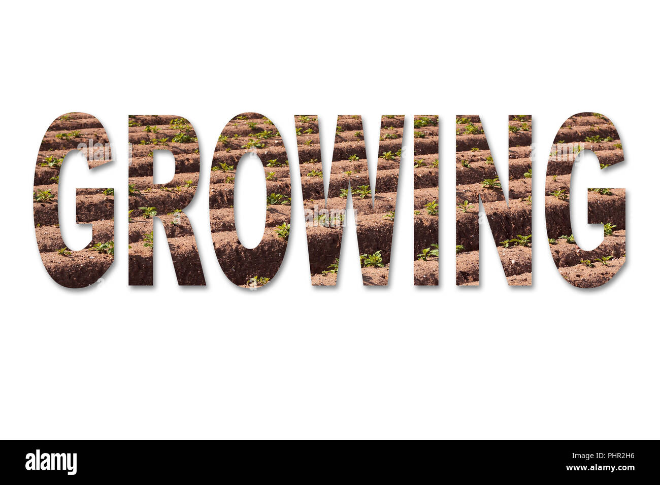 The word growing with an image of potato plants growing in a field on a ...