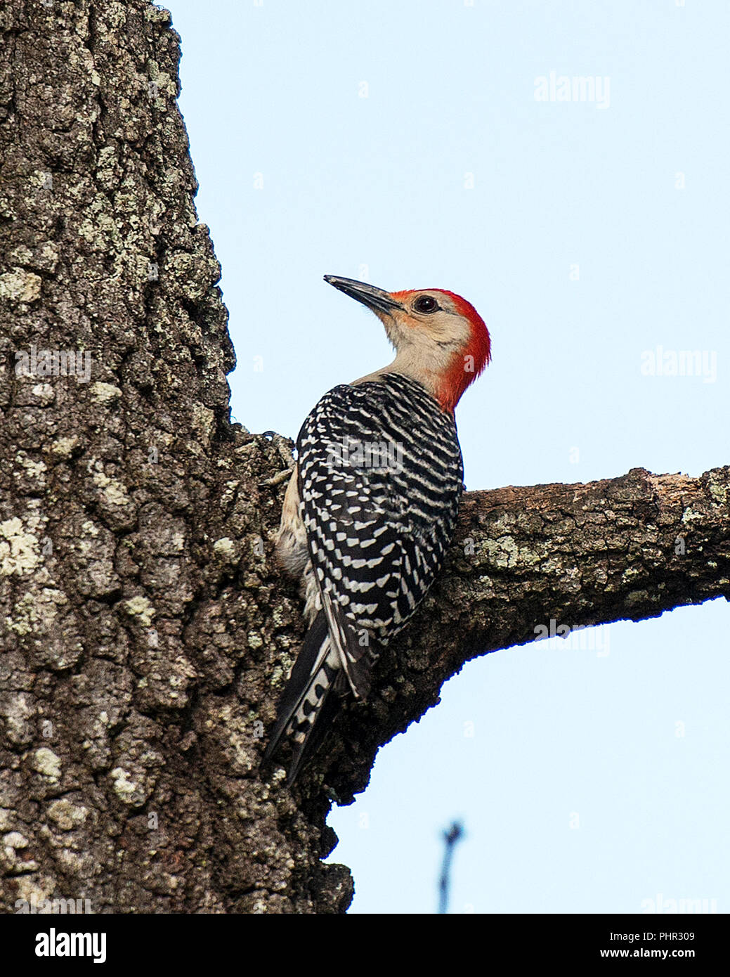 Woodpecker displaying feathers hi-res stock photography and images - Alamy