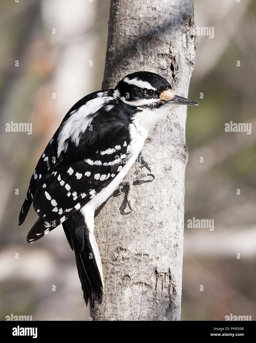 Woodpecker bird on a tree in its environment Stock Photo - Alamy