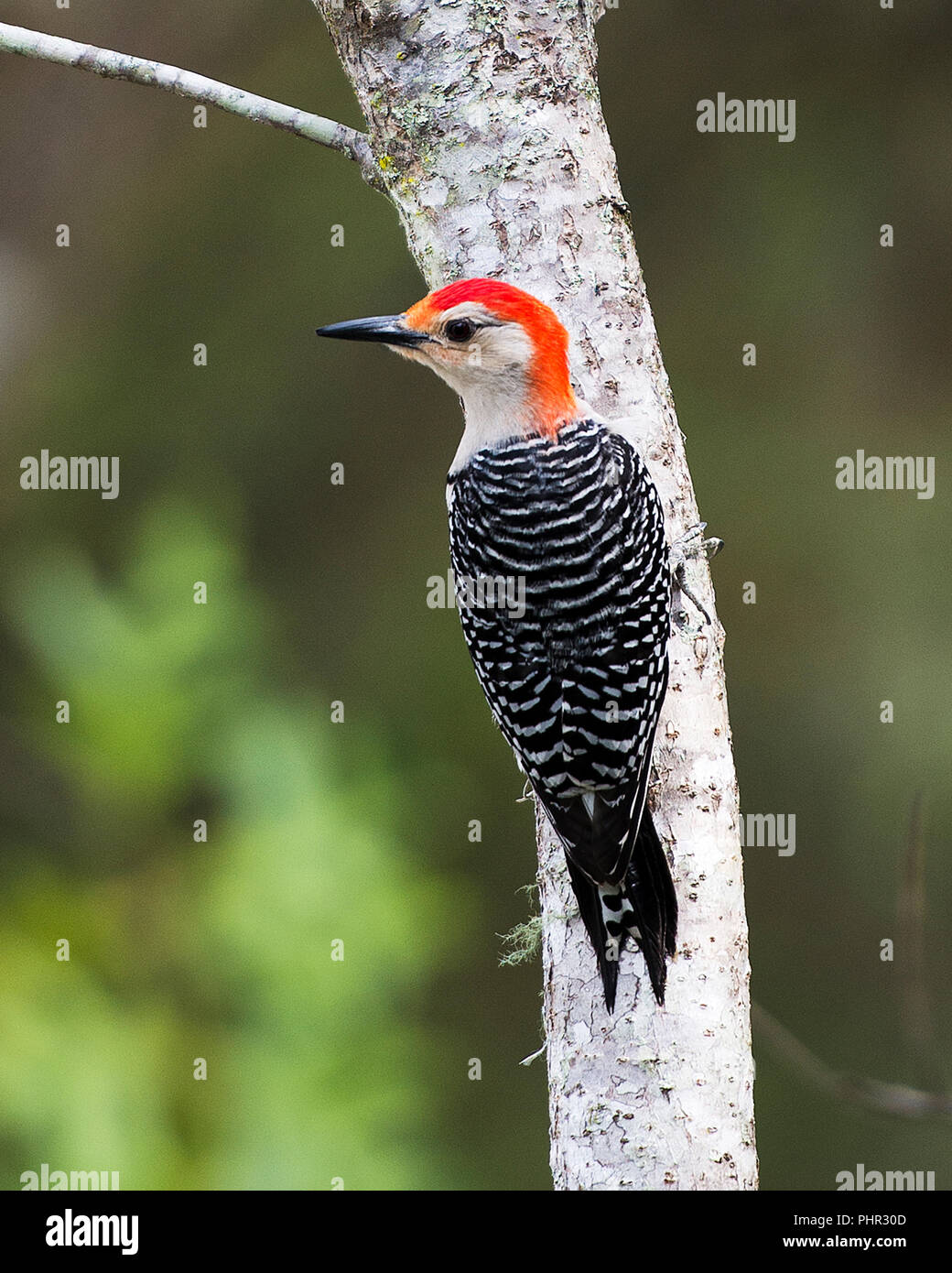 Woodpecker bird on a tree in its environment Stock Photo - Alamy